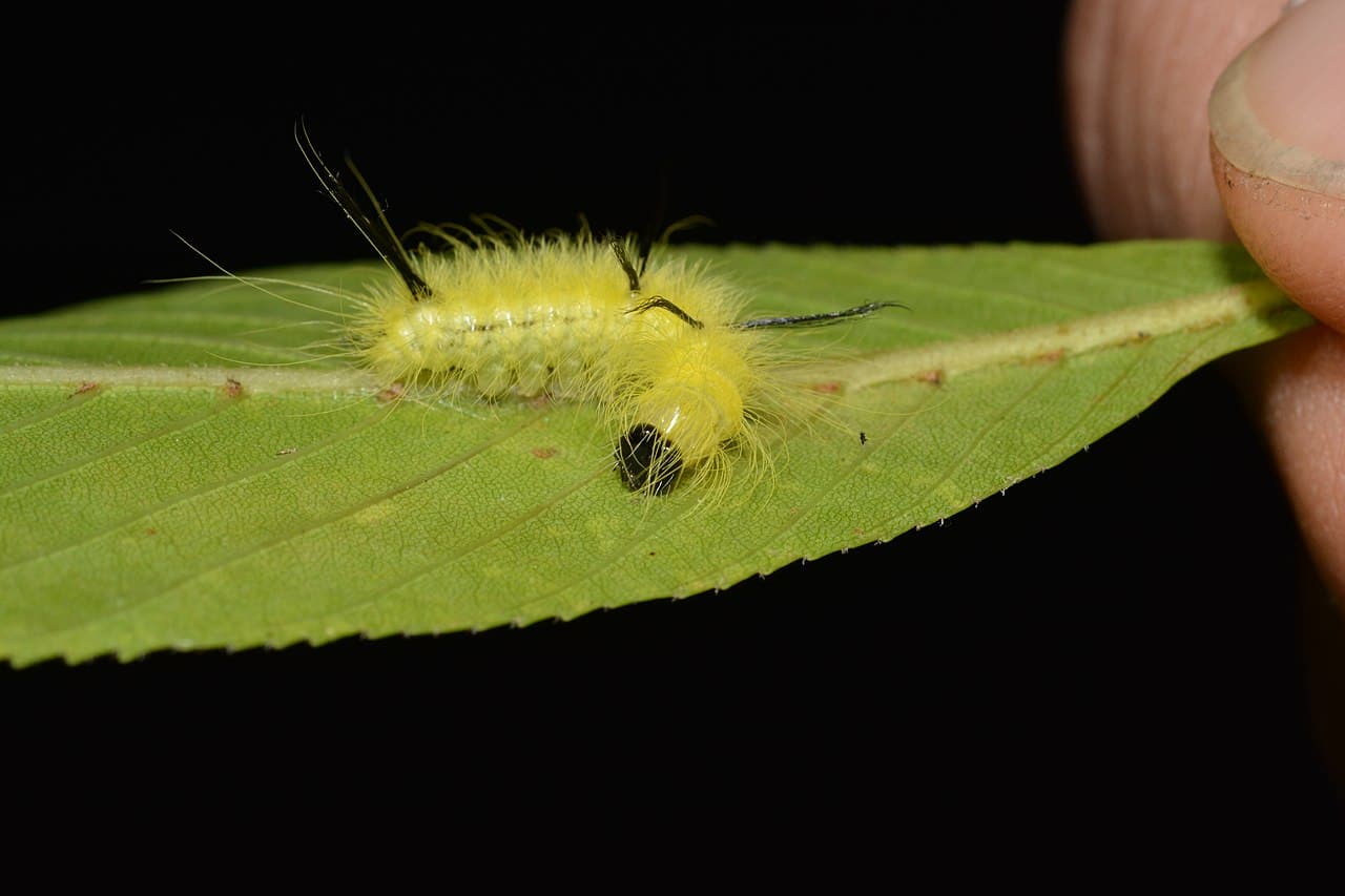 39 Common Yellow Caterpillars (Pictures And Identification)
