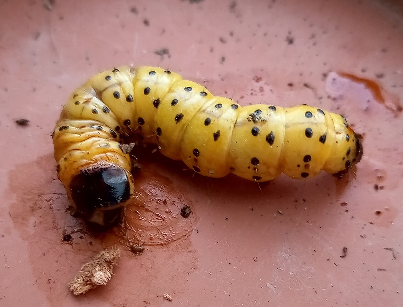 39 Common Yellow Caterpillars (Pictures And Identification)