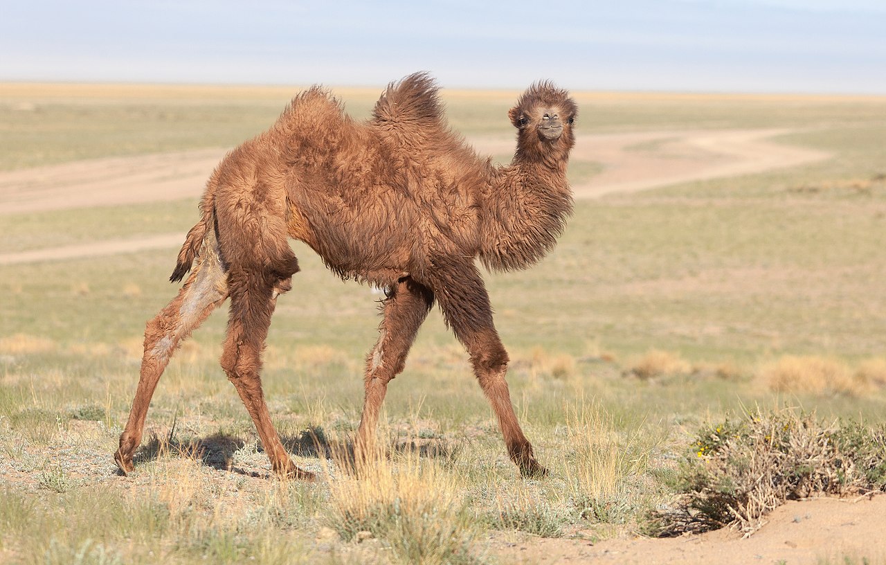 30 Animals in The Gobi Desert (with Pictures)