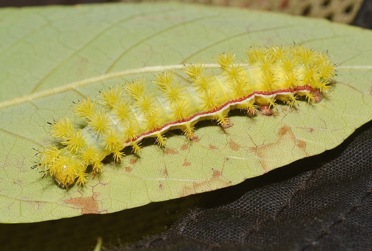 39 Common Yellow Caterpillars (Pictures And Identification)