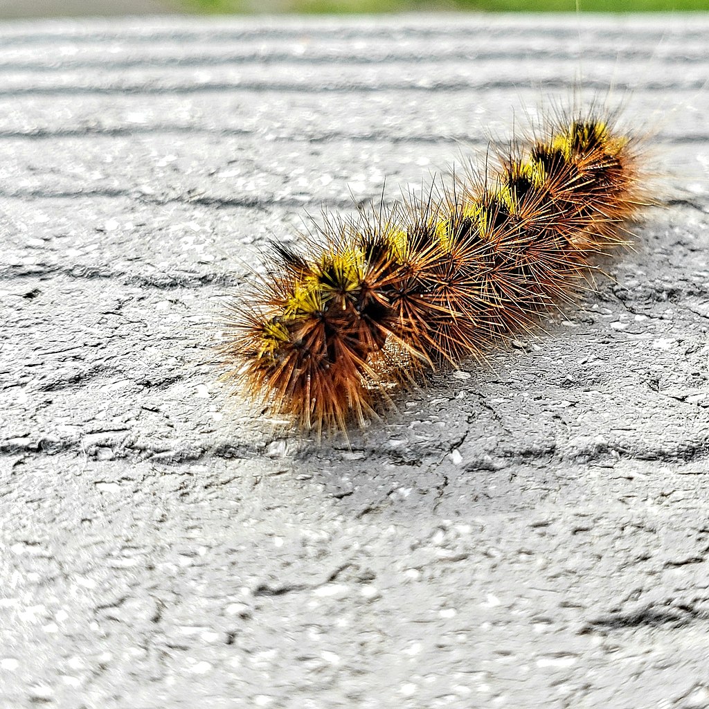 39 Common Yellow Caterpillars (Pictures And Identification)