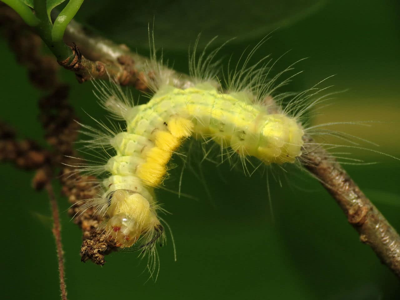 39 Common Yellow Caterpillars (Pictures And Identification)