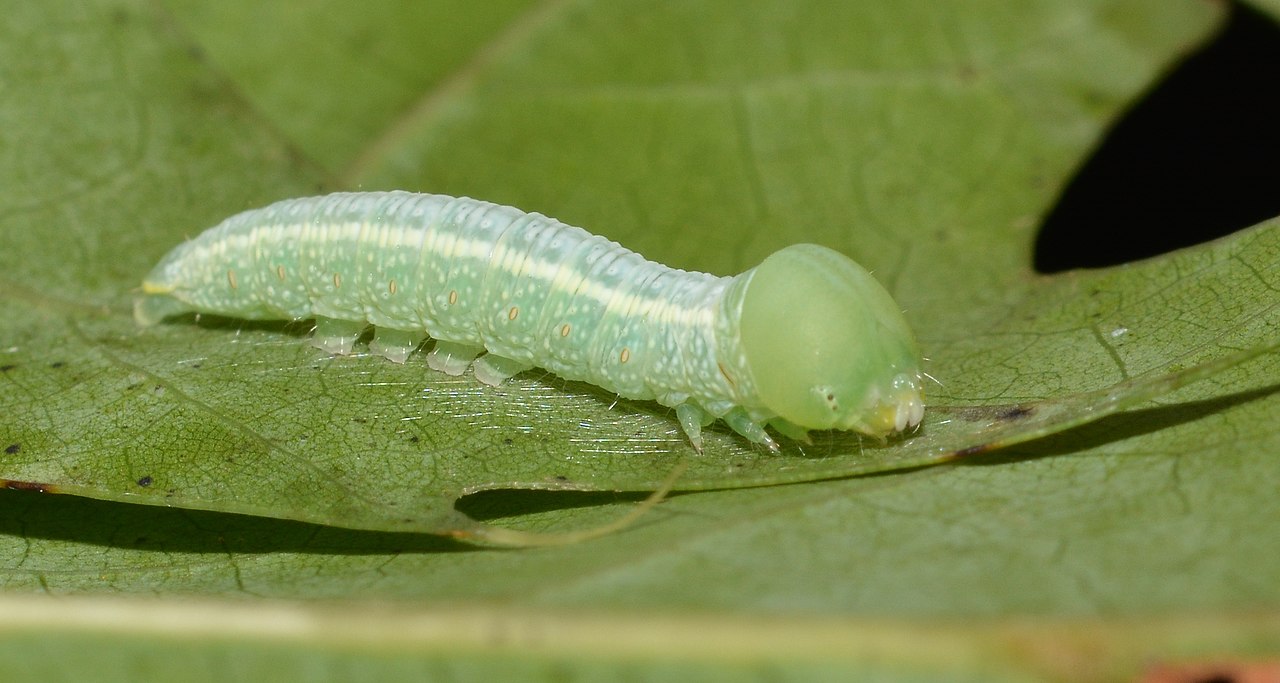 15 Types of Blue Caterpillars (Pictures And Identification)