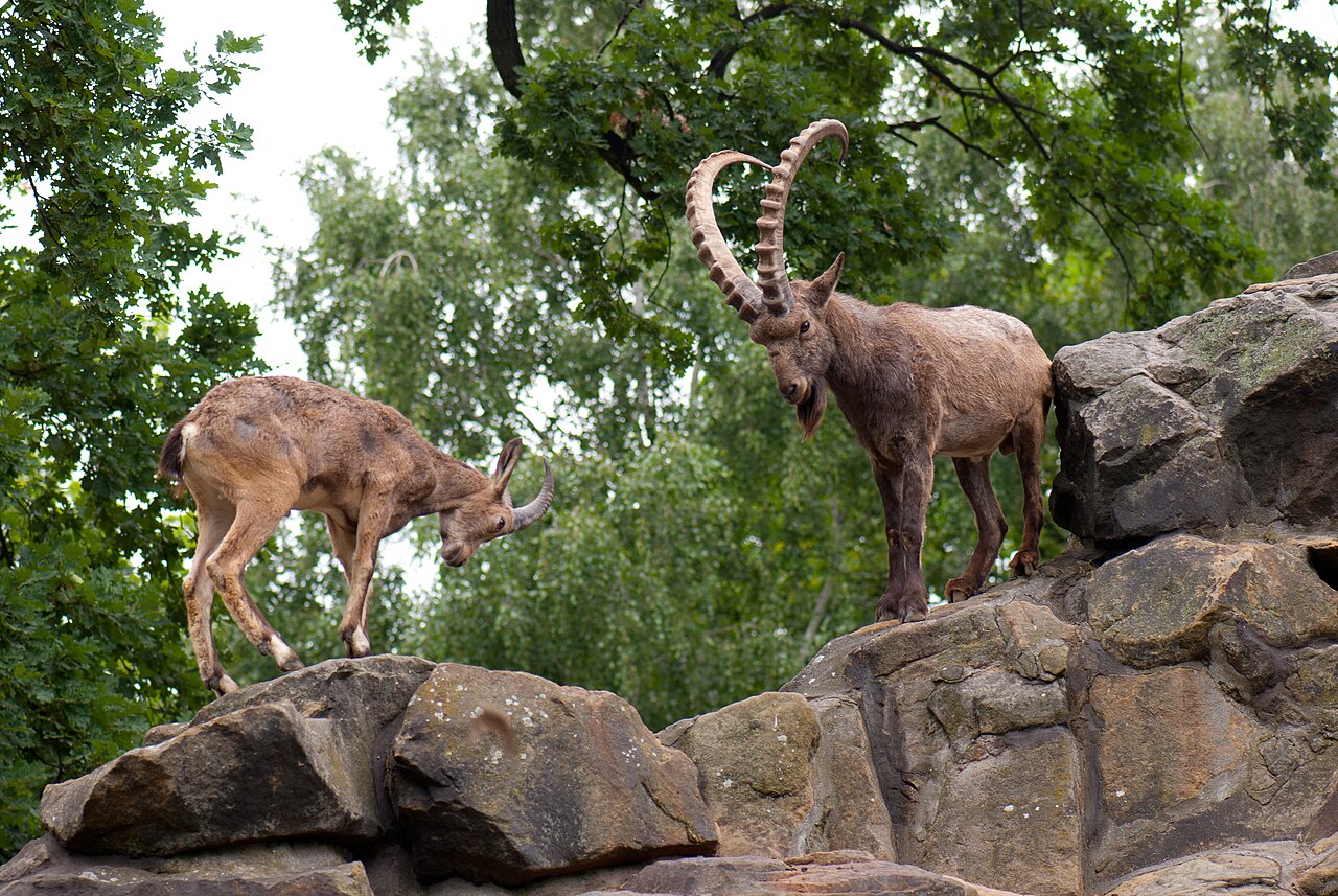 30 Animals in The Gobi Desert (with Pictures)
