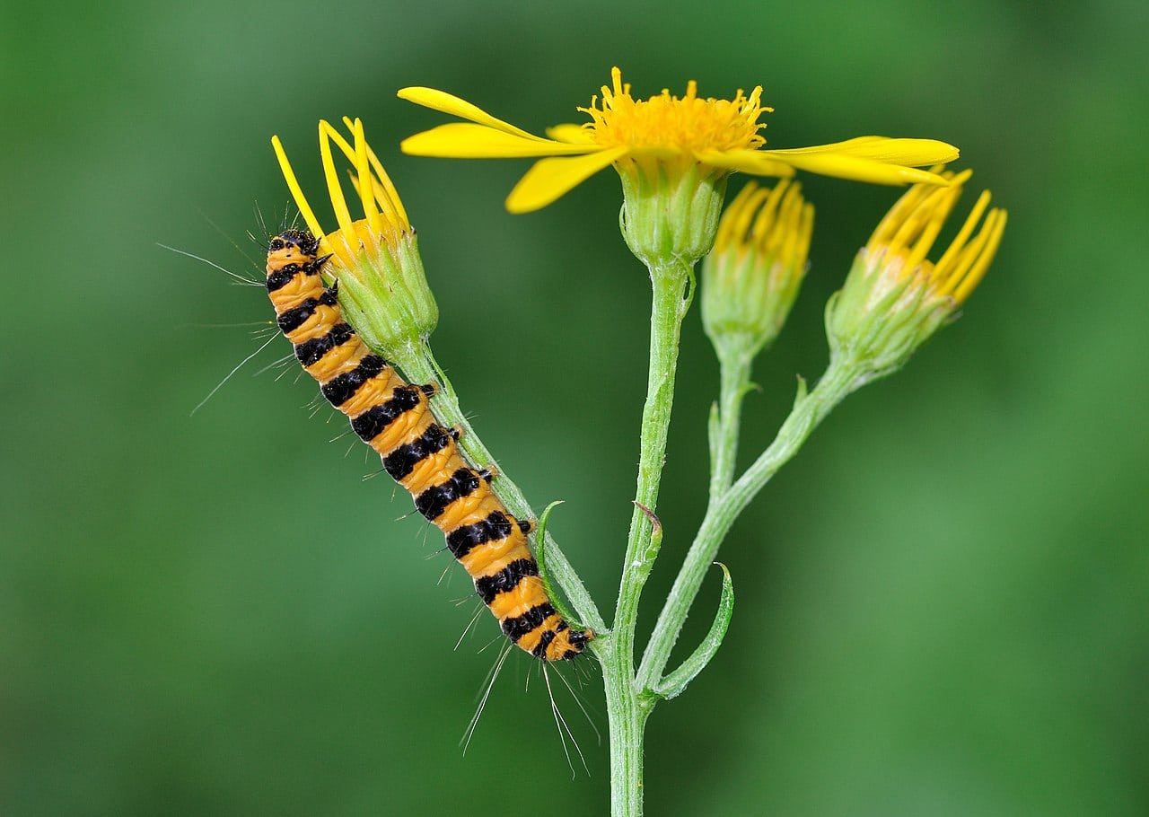 51 Yellow And Black Caterpillars (Pictures and Identification)