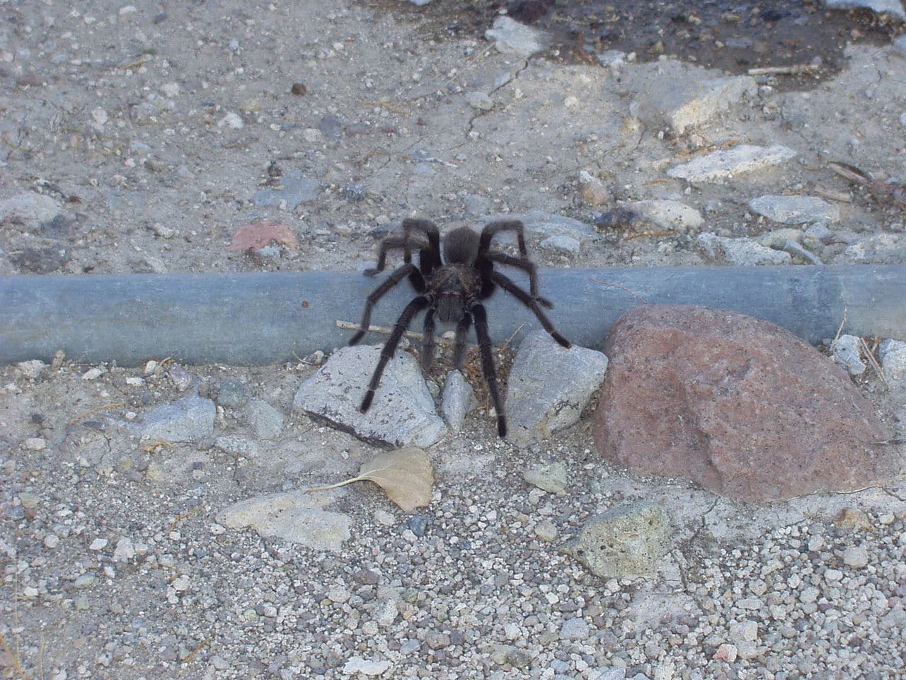 21 Common Spiders in Utah (Pictures And Identification)