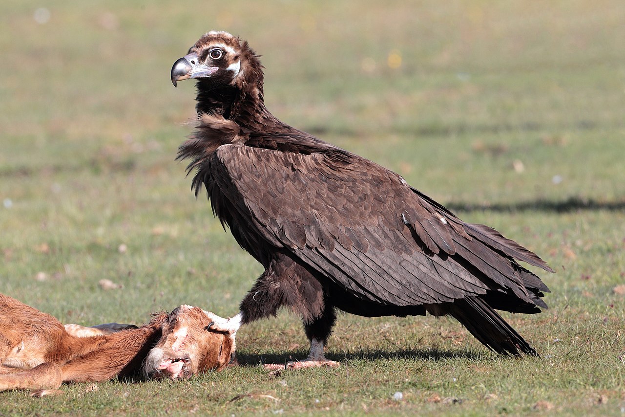 30 Animals in The Gobi Desert (with Pictures)