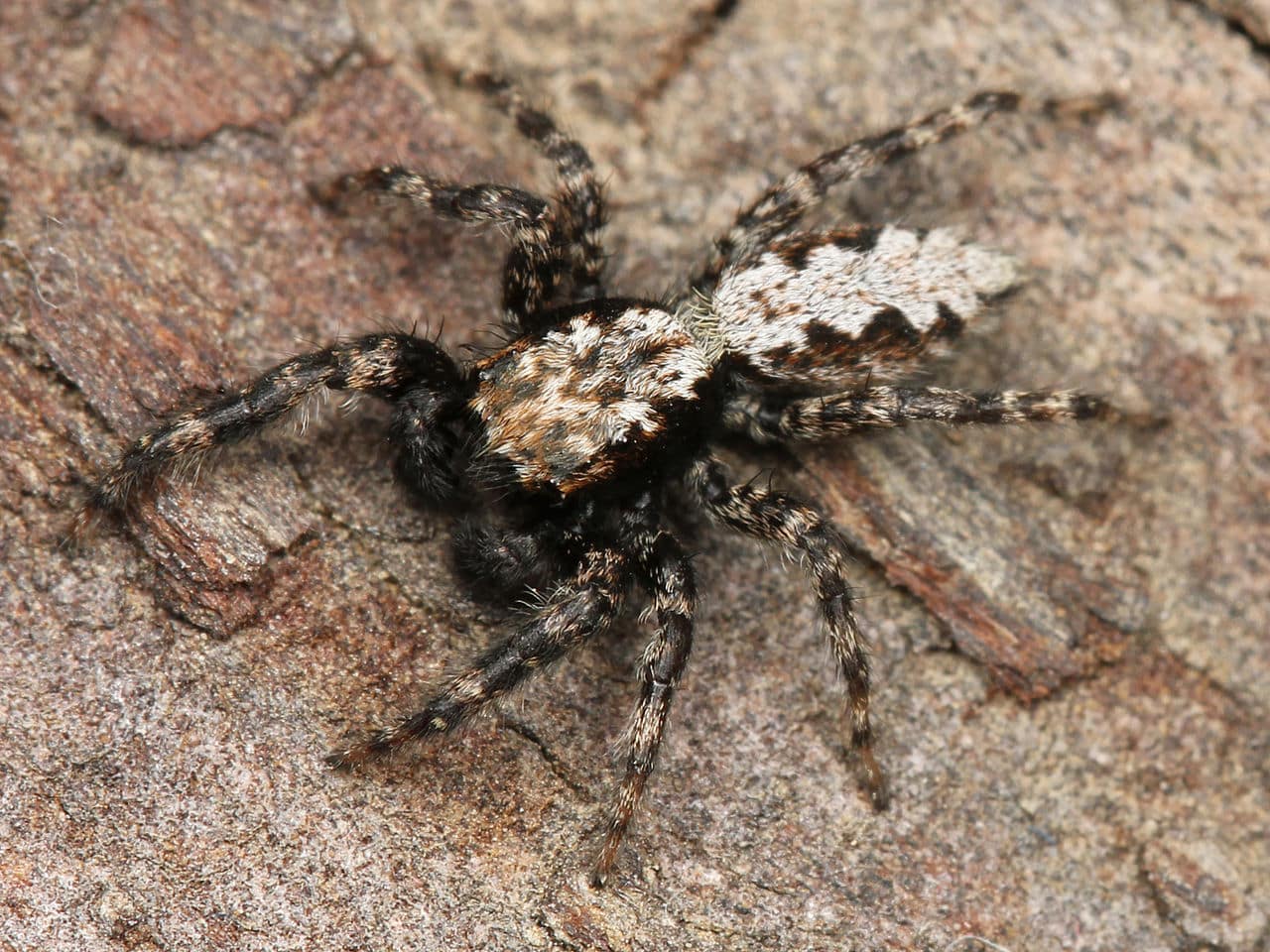 21 Common Spiders in Utah (Pictures And Identification)