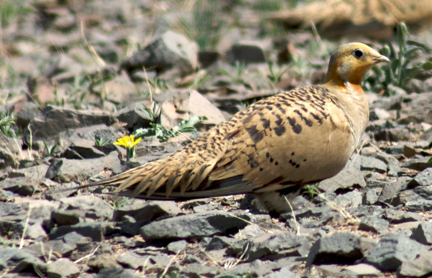 30 Animals in The Gobi Desert (with Pictures)