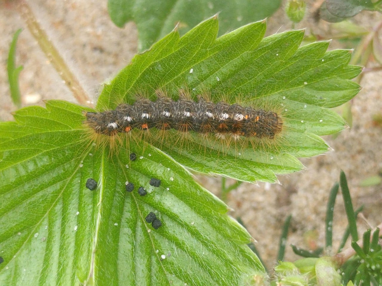 16 Caterpillars Found on Roses (& How Get Rid of Them)