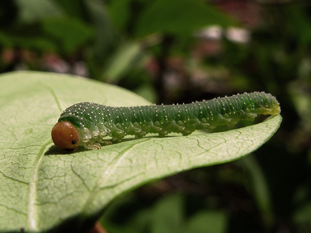 16 Caterpillars Found on Roses (& How Get Rid of Them)
