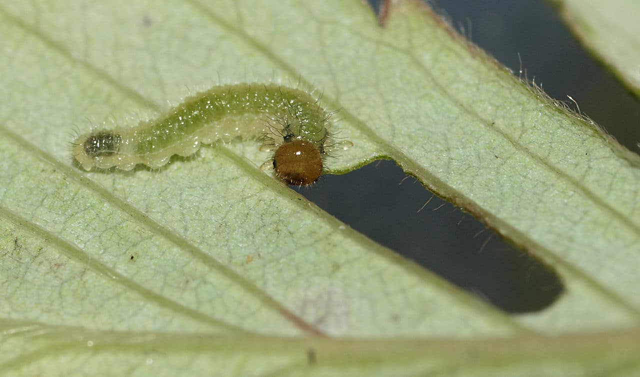 16 Caterpillars Found on Roses (& How Get Rid of Them)