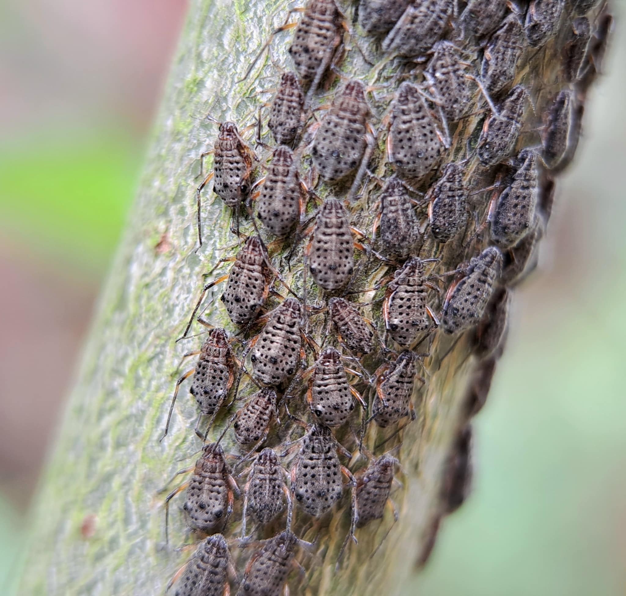 13 Types of Black Aphids (& How to Get Rid of Them)