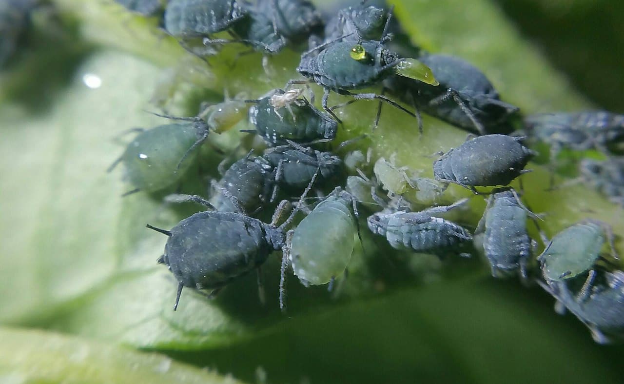 13 Types of Black Aphids (& How to Get Rid of Them)