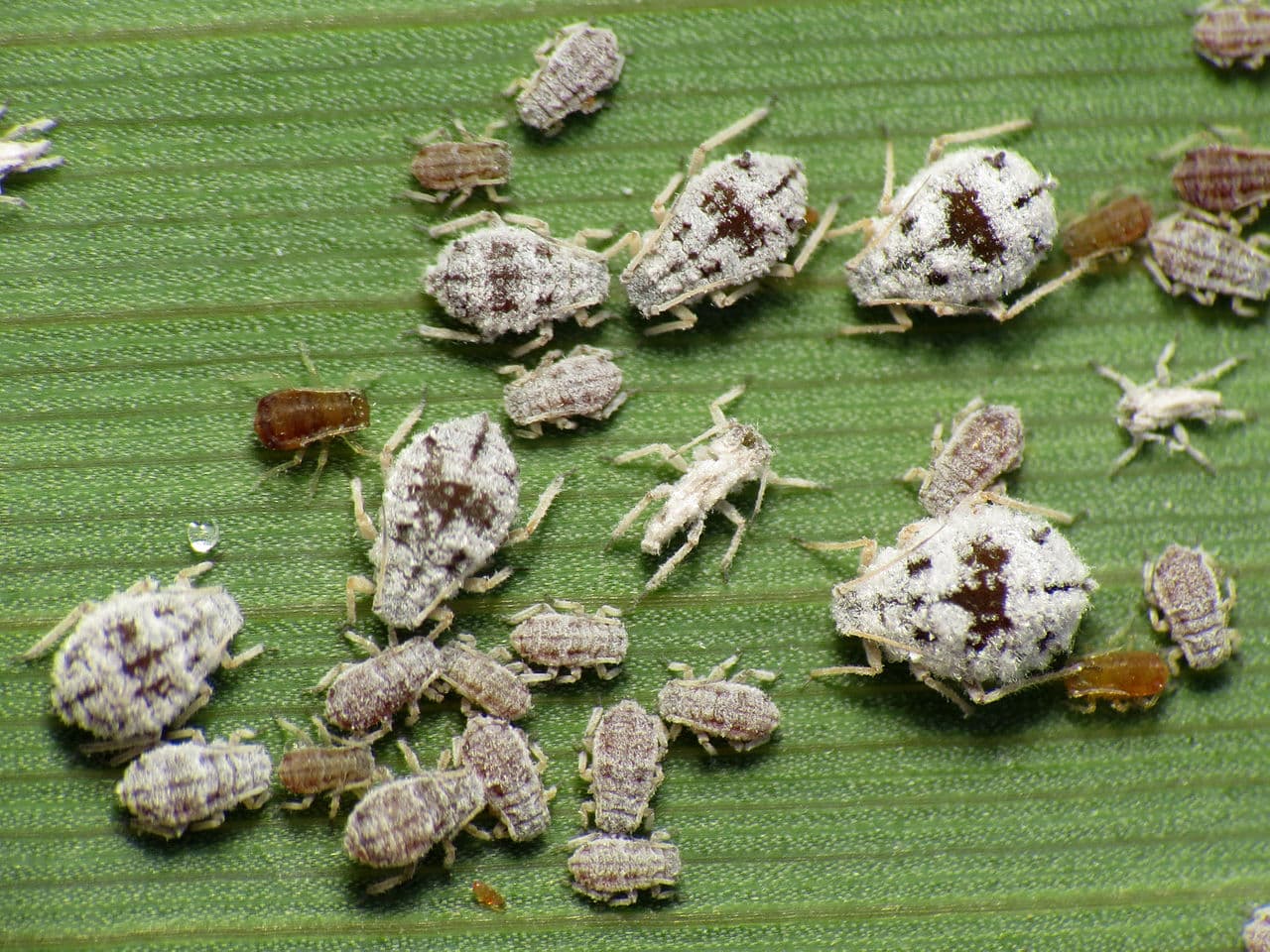 13 Types of Black Aphids (& How to Get Rid of Them)