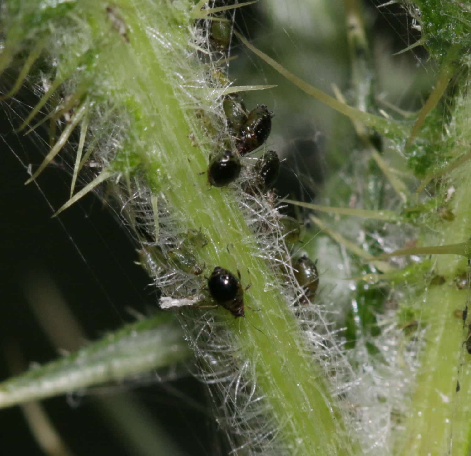 13 Types of Black Aphids (& How to Get Rid of Them)