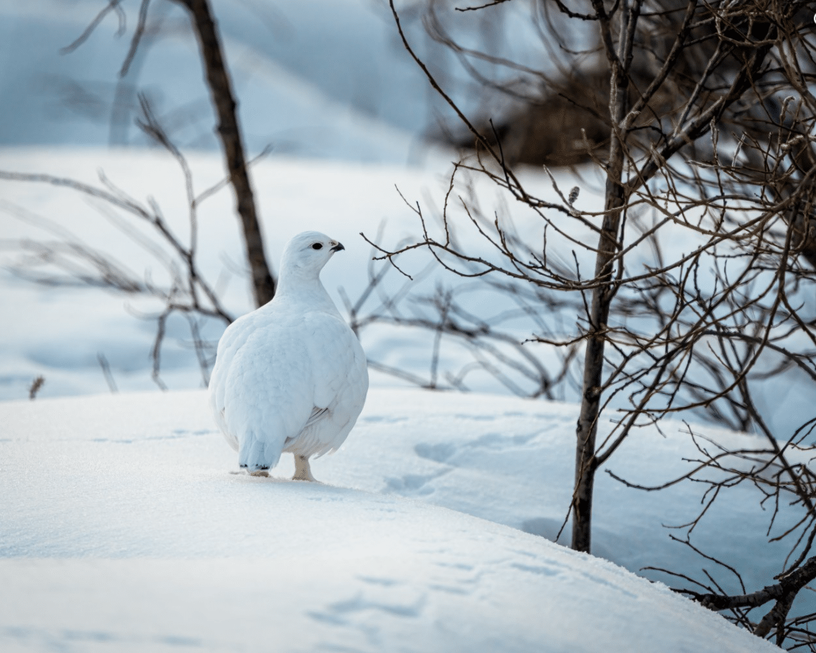 41 Common White Birds You May See (with Pictures)