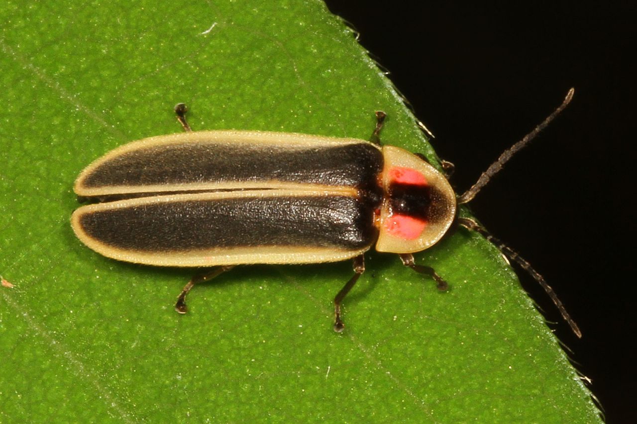 15 Types Of Fireflies in the United States (with Pictures)
