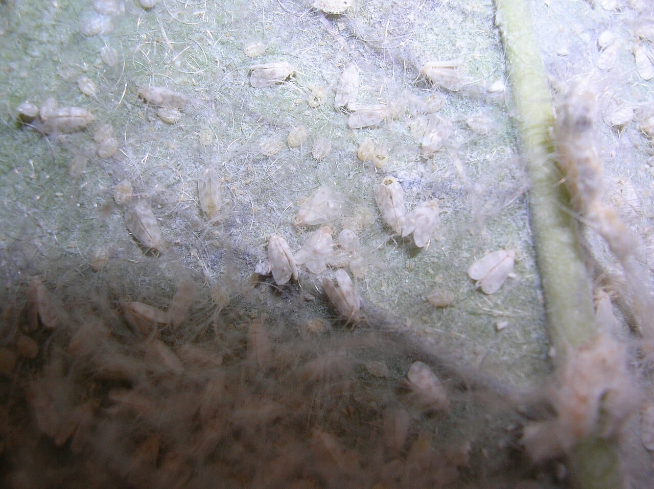 20 White Bugs on Plants (& How To Keep Them Away)