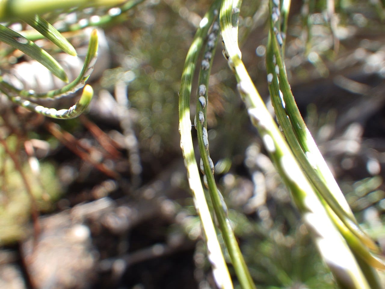 20 White Bugs on Plants (& How To Keep Them Away)