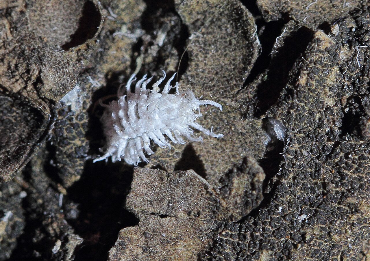 20 White Bugs on Plants (& How To Keep Them Away)