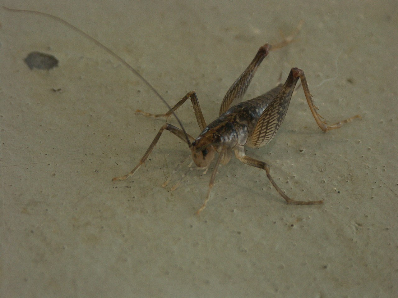 9 Bugs That Look Like Crickets (with Pictures)