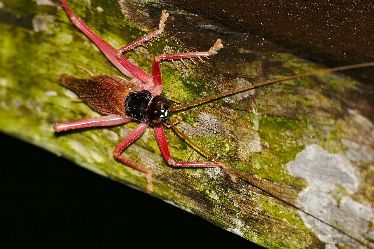 9 Bugs That Look Like Crickets (with Pictures)