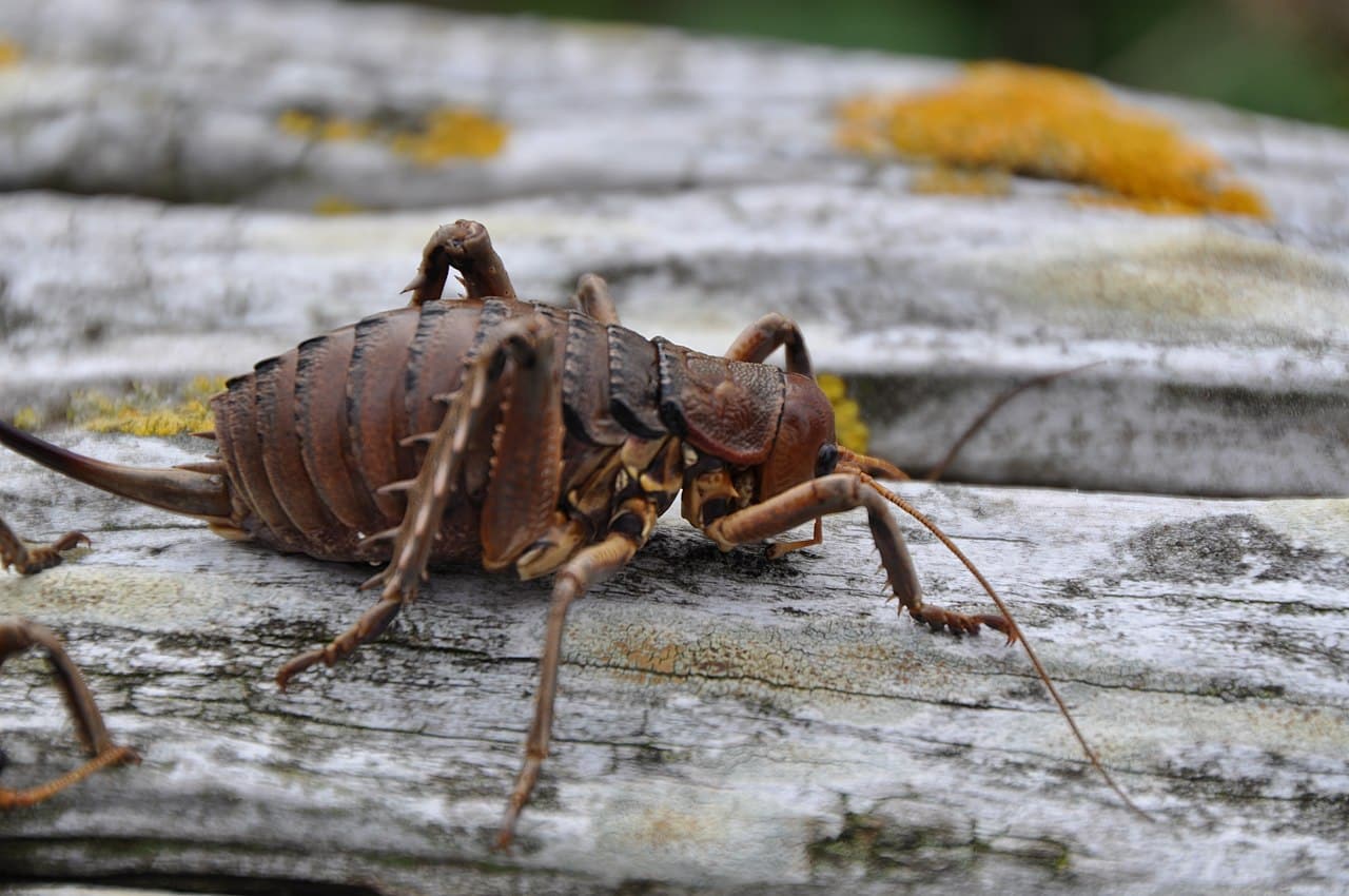 9 Bugs That Look Like Crickets (with Pictures)