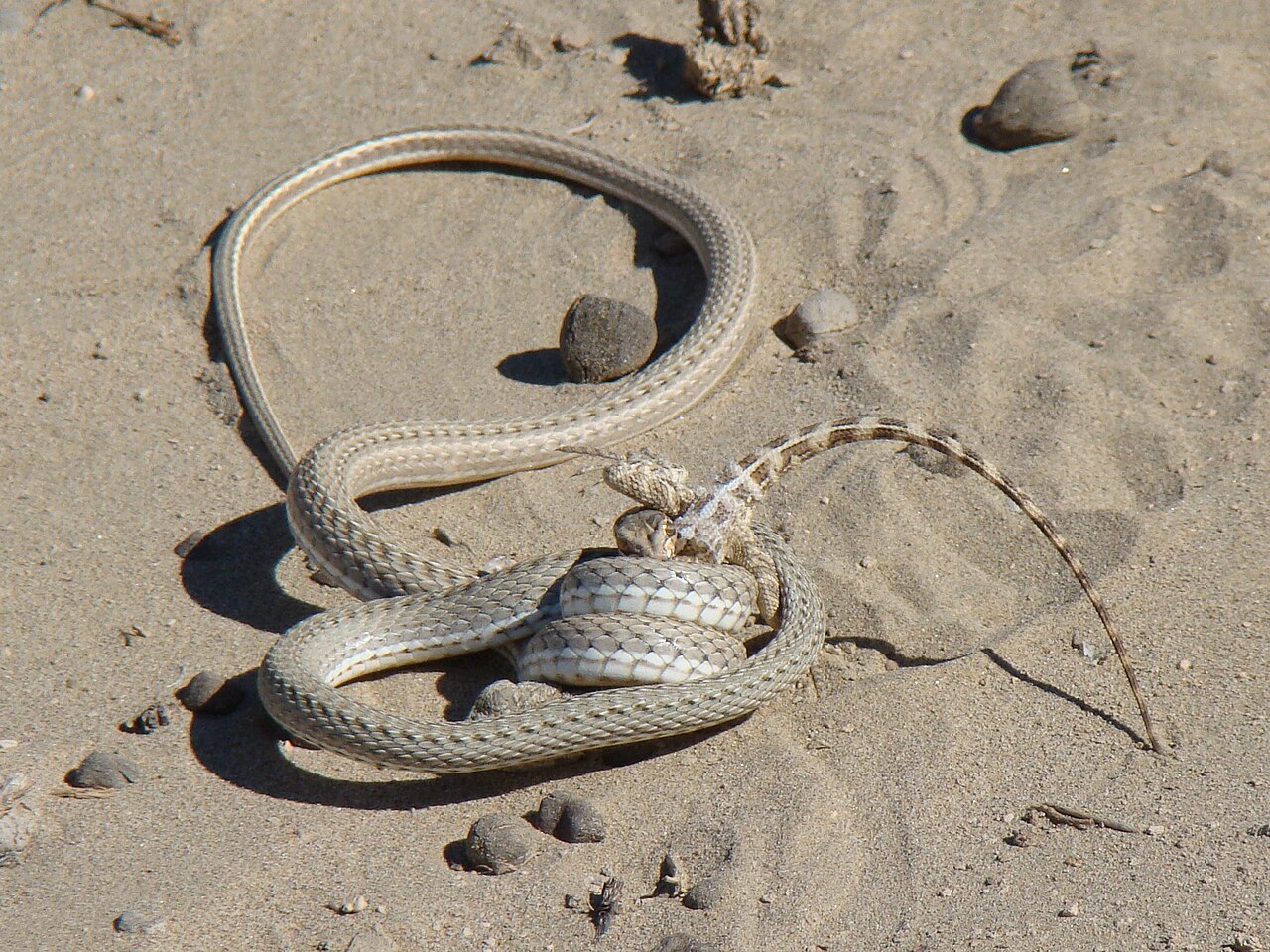 30 Animals in The Gobi Desert (with Pictures)