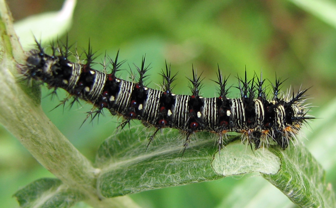 34 Common Caterpillars in Arizona (with Pictures)