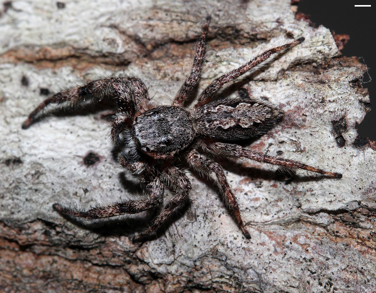 30 Spiders in Arkansas (Pictures and Identification)