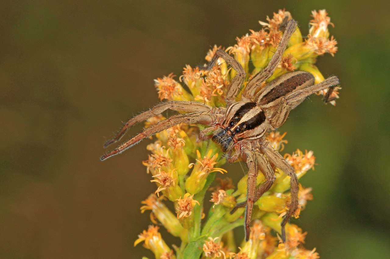 30 Spiders in Arkansas (Pictures and Identification)