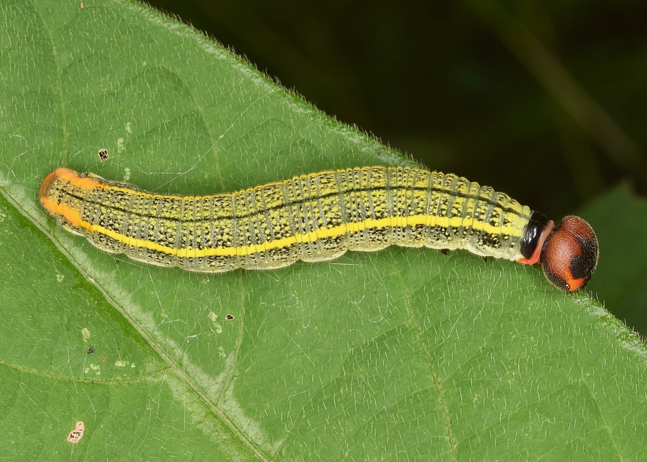 34 Caterpillars in South Carolina (with Pictures)