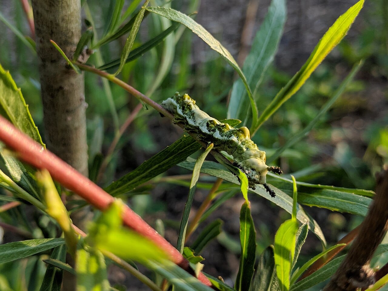 34 Caterpillars in South Carolina (with Pictures)