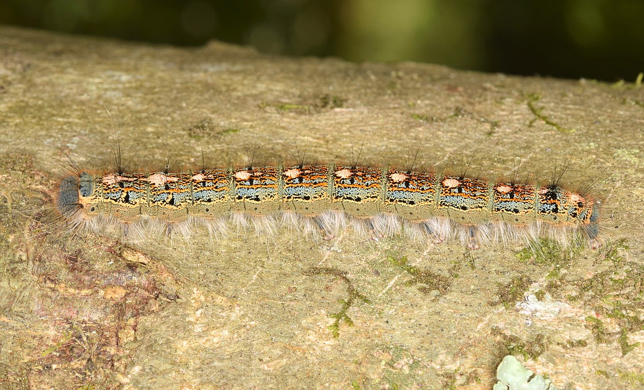 34 Caterpillars in South Carolina (with Pictures)