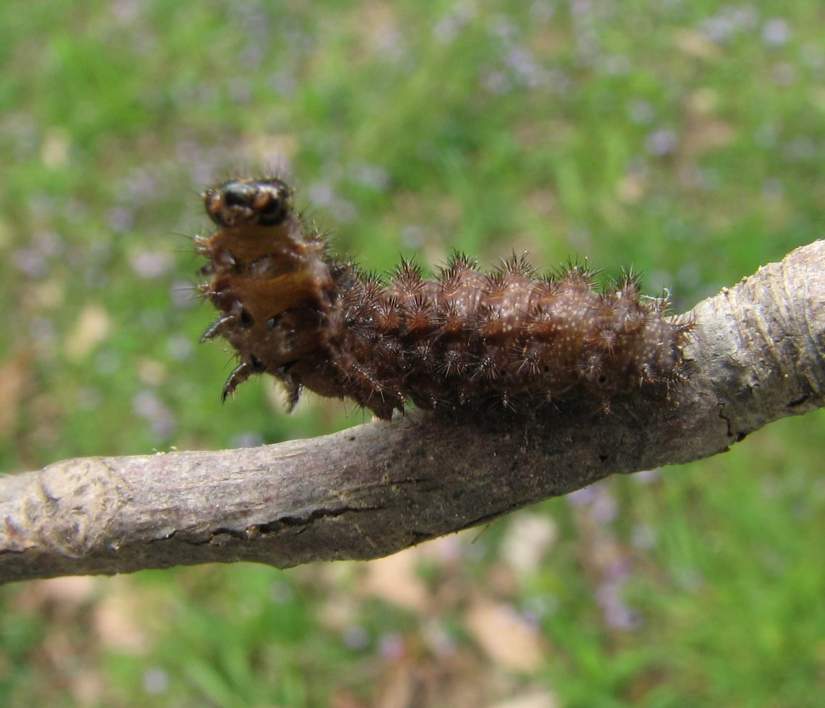 34 Caterpillars in South Carolina (with Pictures)
