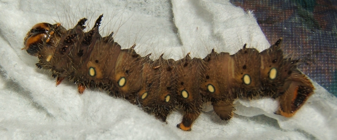 34 Caterpillars in South Carolina (with Pictures)