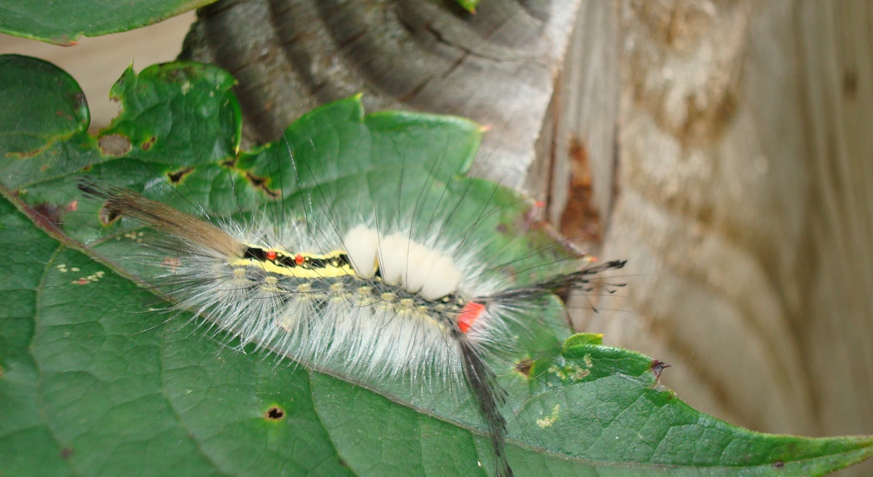 34 Caterpillars in South Carolina (with Pictures)