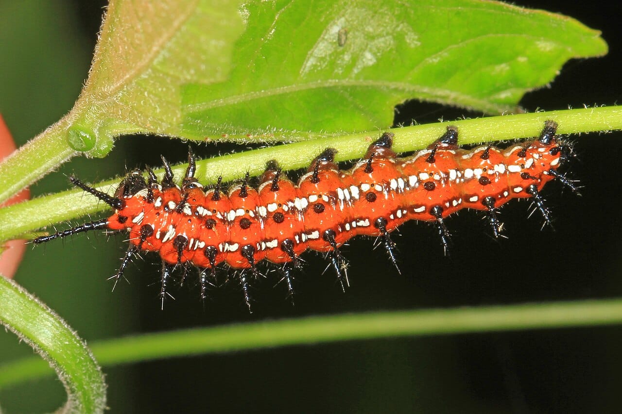 34 Caterpillars in South Carolina (with Pictures)