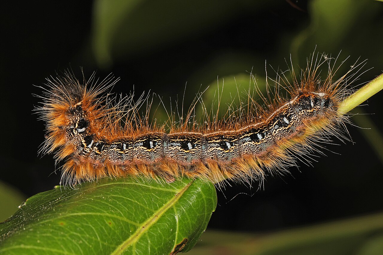 34 Caterpillars in South Carolina (with Pictures)