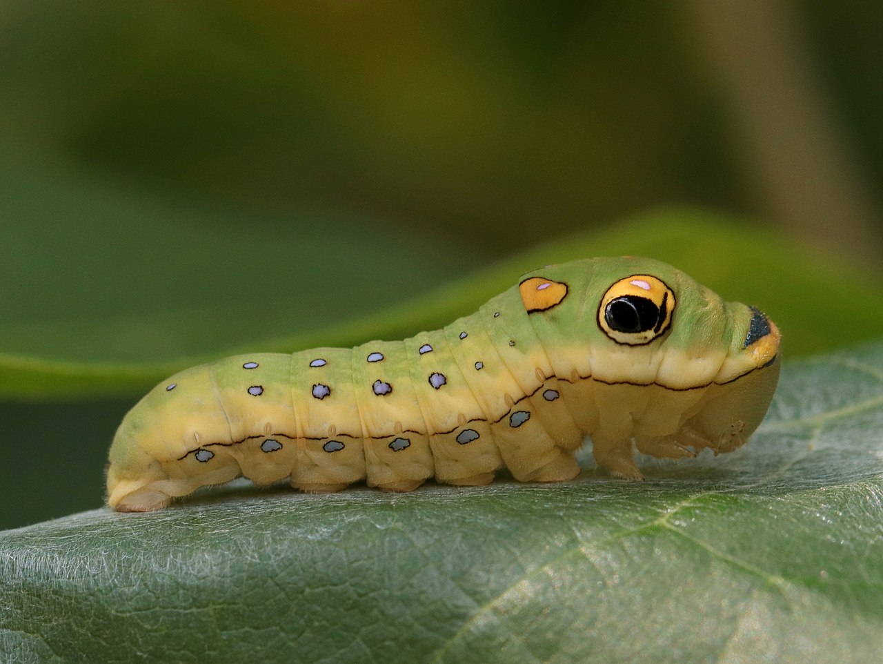 34 Caterpillars in South Carolina (with Pictures)