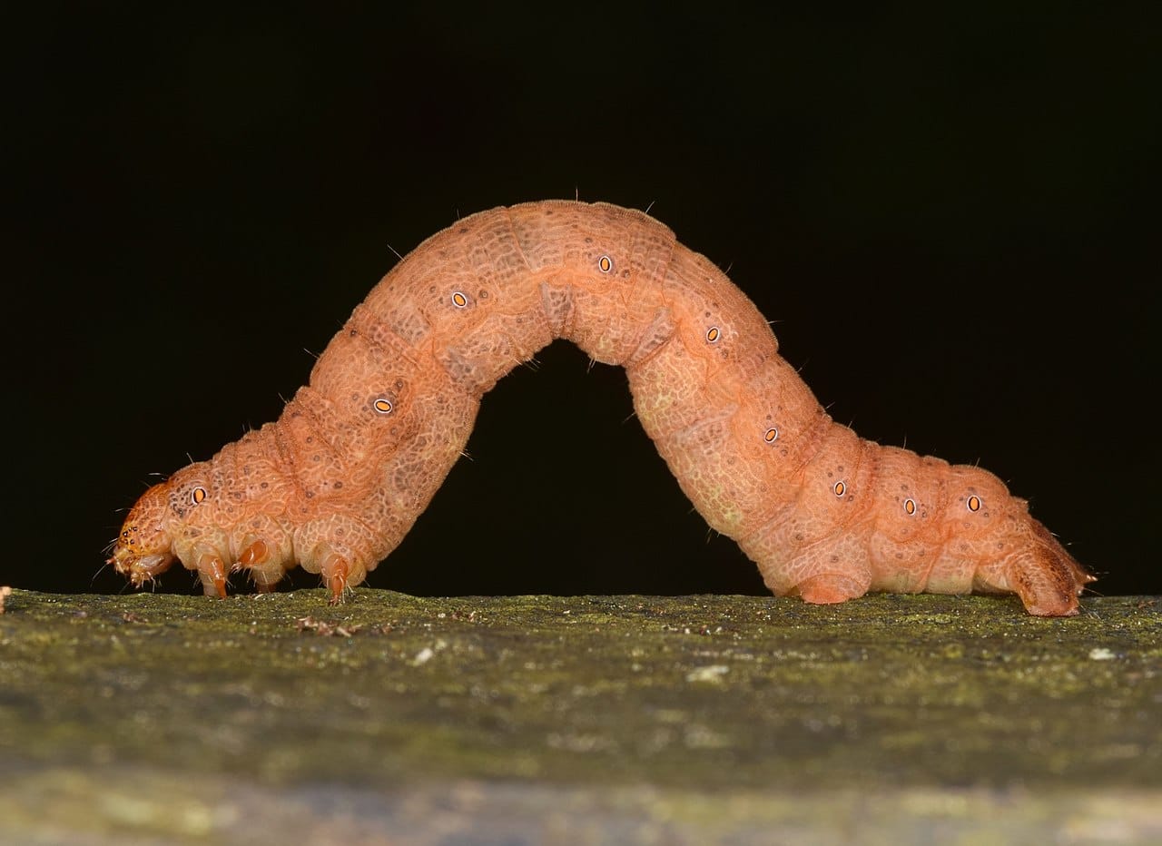 34 Caterpillars in South Carolina (with Pictures)