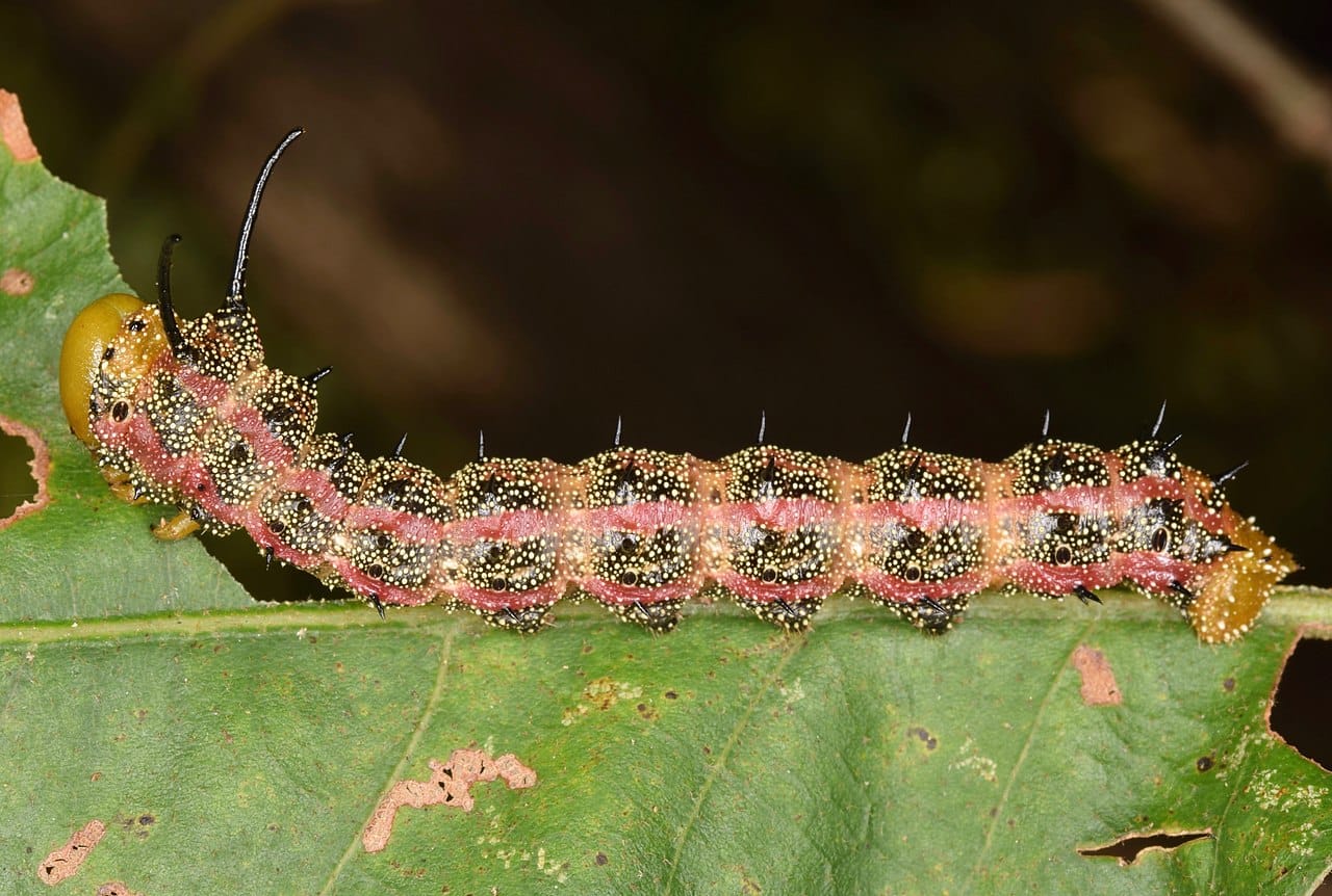 34 Caterpillars in South Carolina (with Pictures)