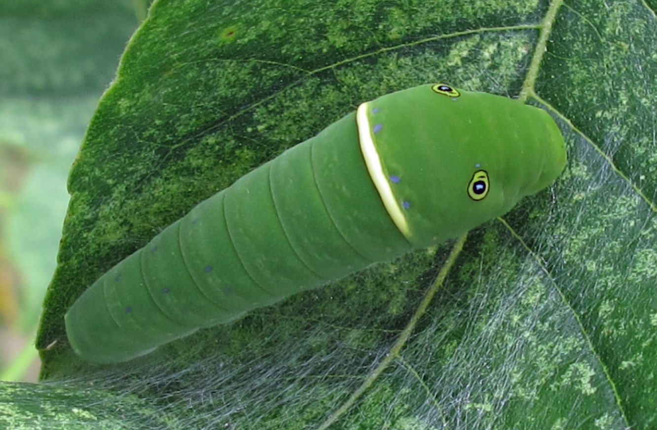 34 Caterpillars in South Carolina (with Pictures)