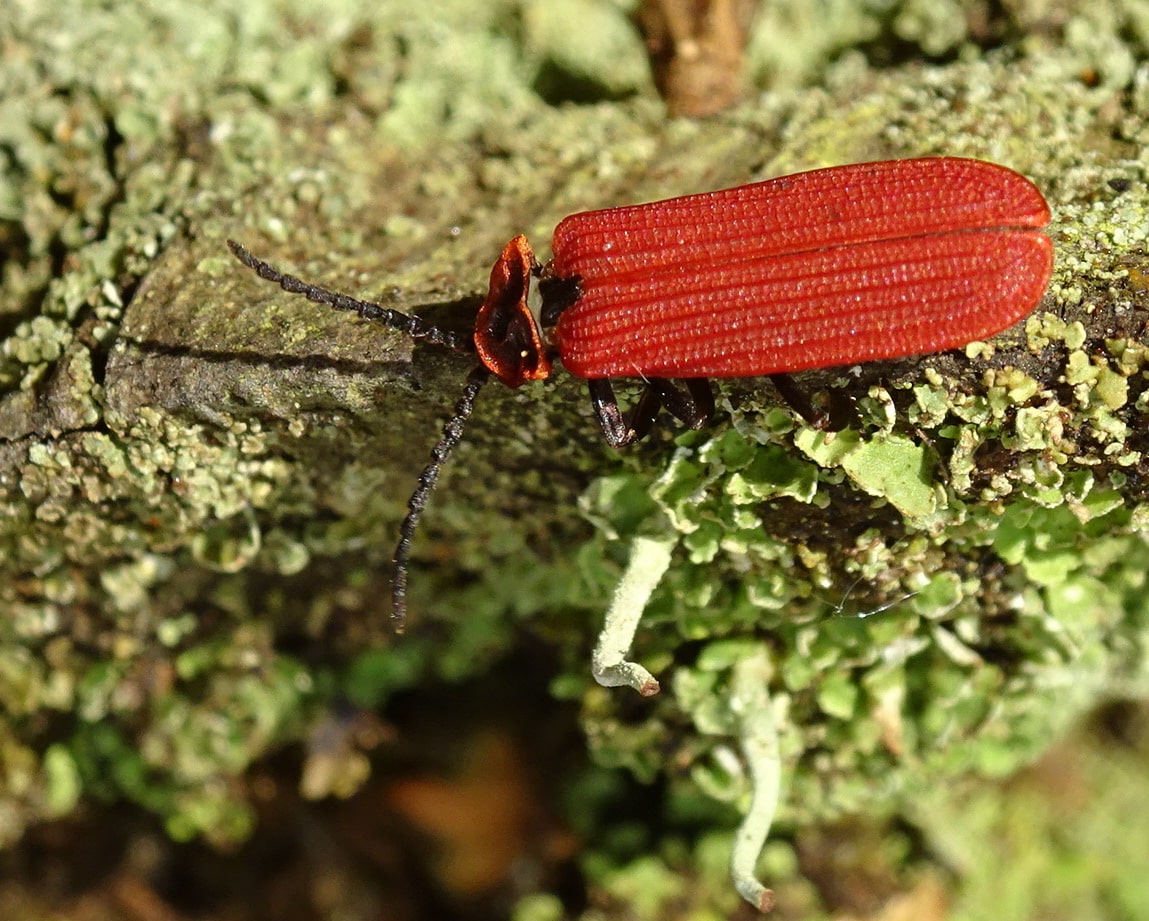 16 Bugs With Red Wings (Pictures And Identification)