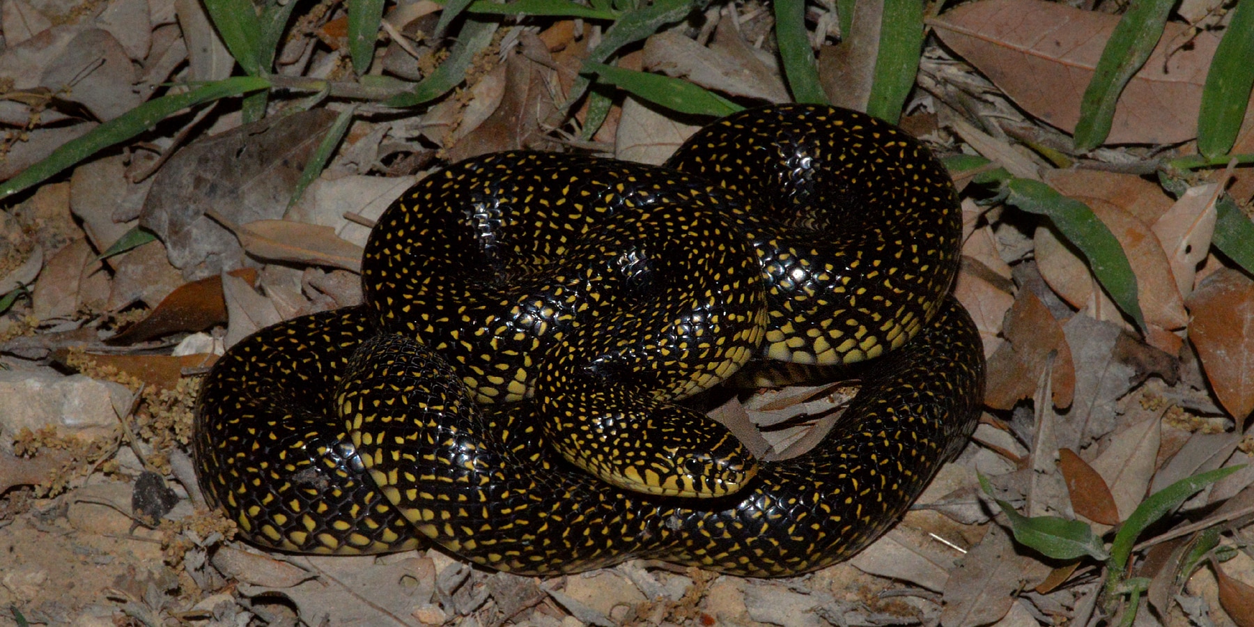 42 Types of Snakes in Arkansas (with Pictures)