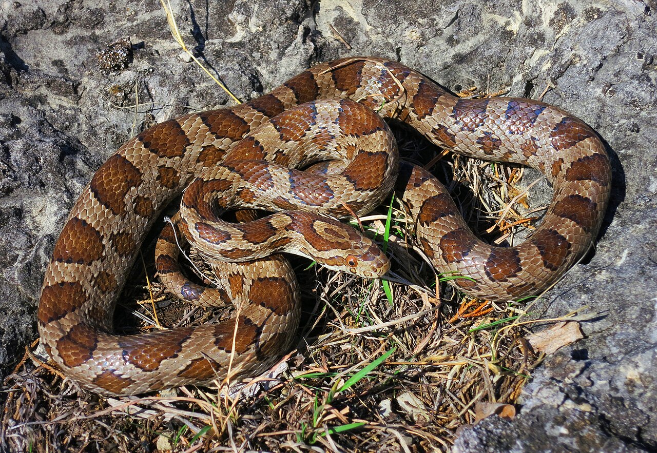 42 Types of Snakes in Arkansas (with Pictures)