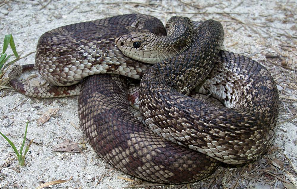 42 Types of Snakes in Arkansas (with Pictures)