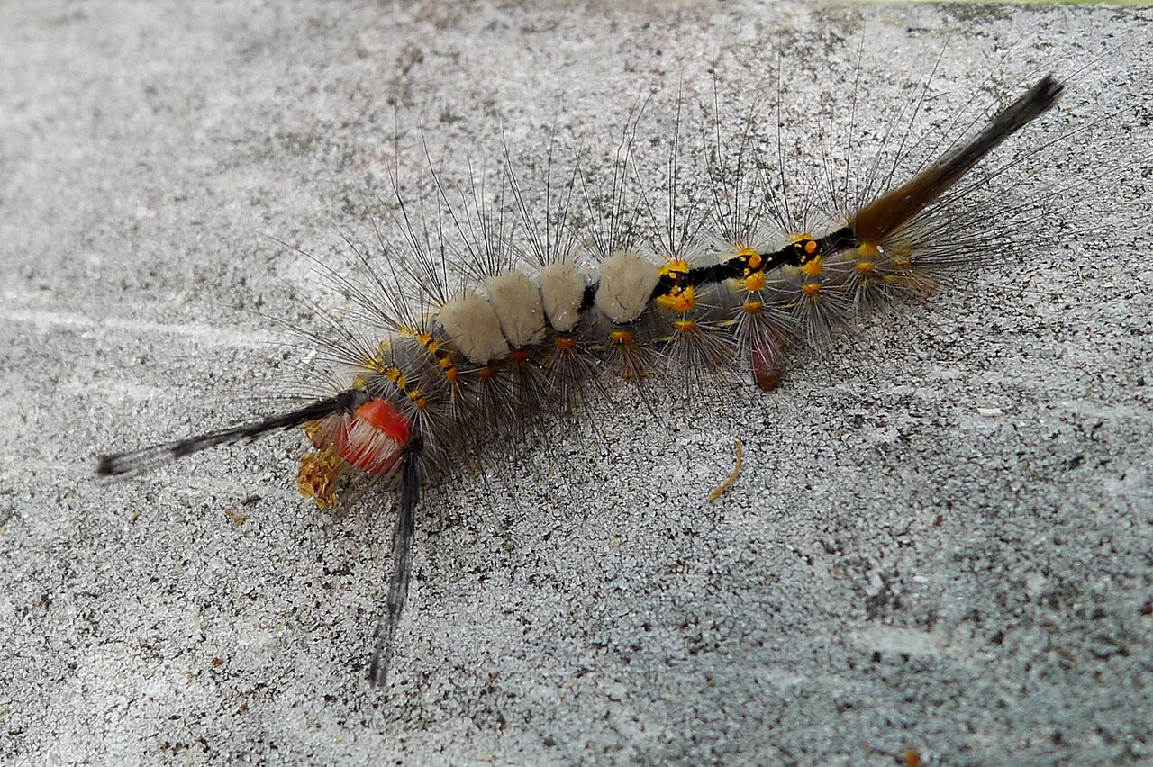 18 Caterpillars with a Red Head (with Pictures)