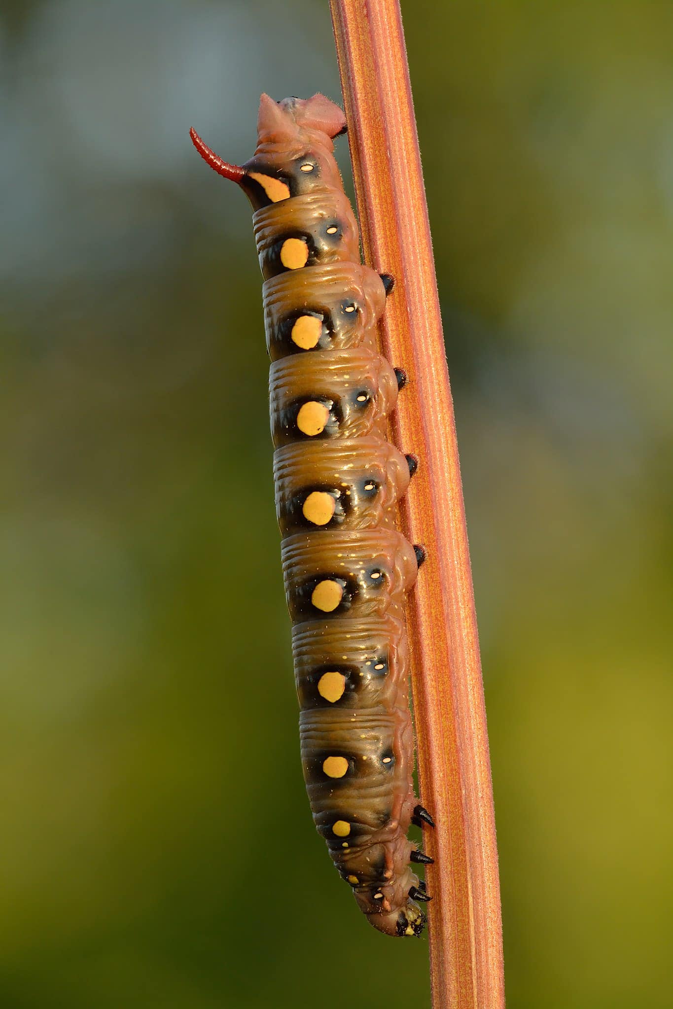 18 Caterpillars with a Red Head (with Pictures)